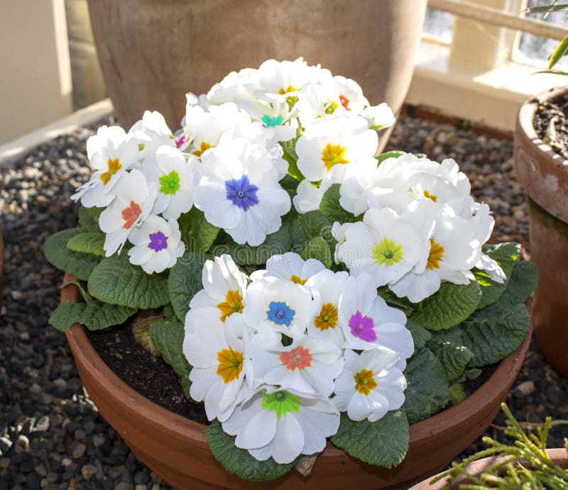 Primrose. stock photo. Image of bloom, bright, blooming - 170201700