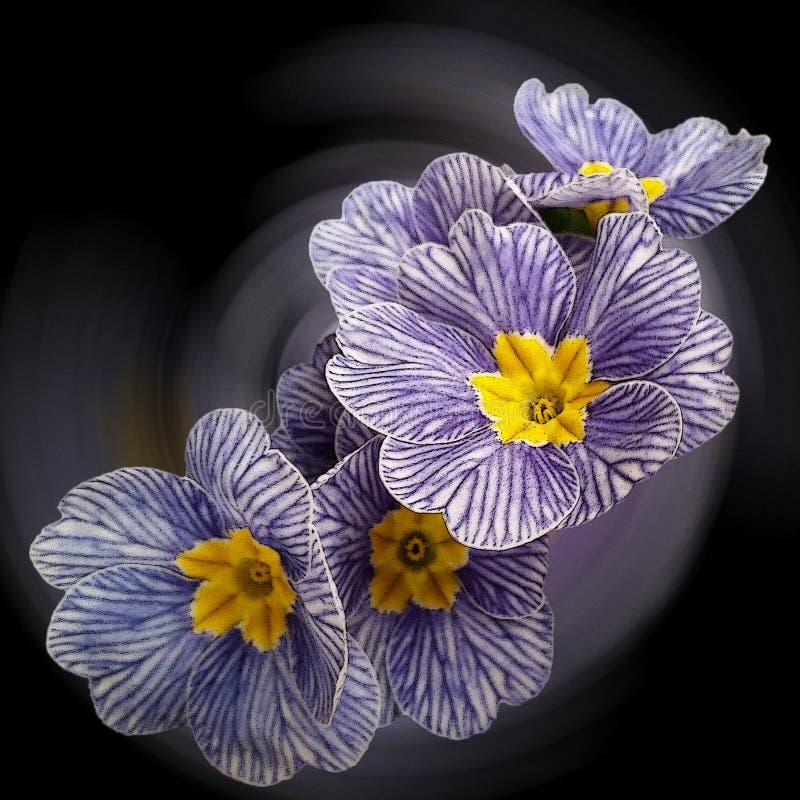 Primrose White Violet Flowers Stock Image - Image of white, blur: 138367577