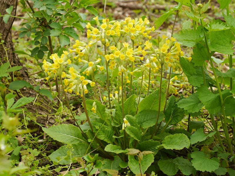 Primrose yellow flower stock image. Image of bloom, blooming - 70376457