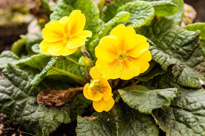 Primrose stock photo. Image of closeup, orange, green - 46639340
