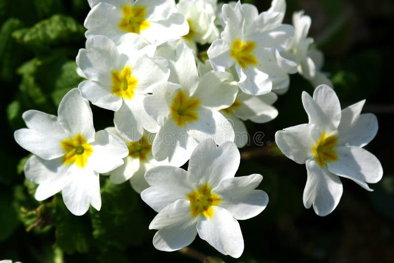 Primroses. stock photo. Image of landscape, house, narcissus - 739780