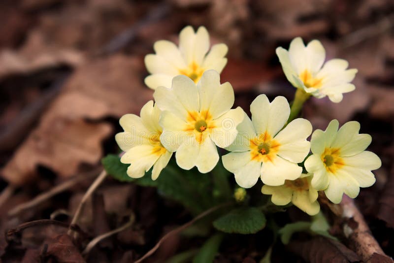 Primroses stock photo. Image of primrose, beauty, white - 8545550
