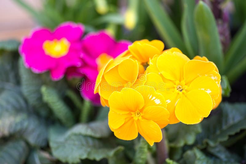Primroses stock image. Image of plant, colorful, garden - 38872467