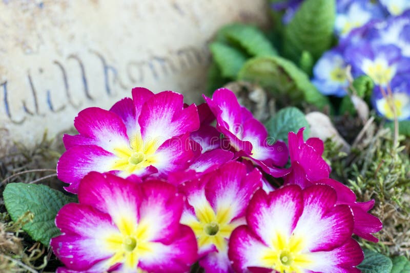 Primroses stock image. Image of primroses, gardening - 38873789