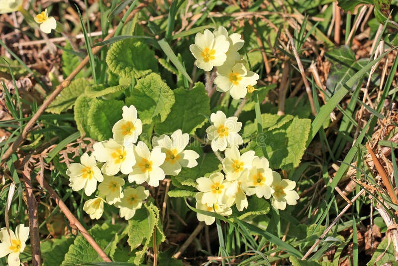 Primroses stock image. Image of vulgaris, verge, flower - 68870851