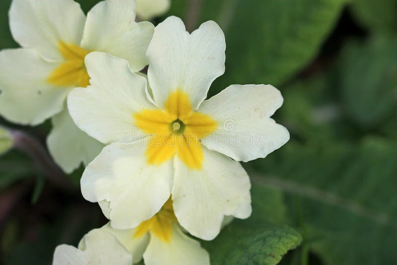 Primroses stock image. Image of bunch, flora, primula - 84606593