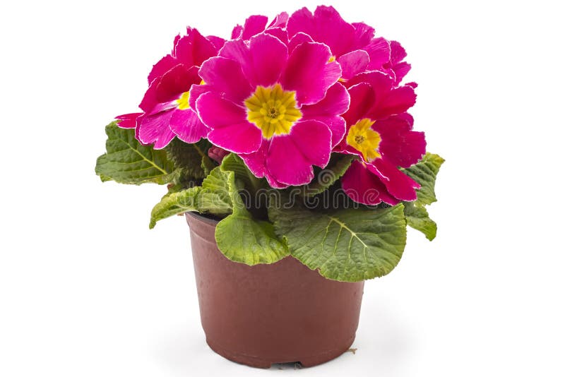 Primroses Flowers, Primula Polyanthus Stock Photo - Image of ...