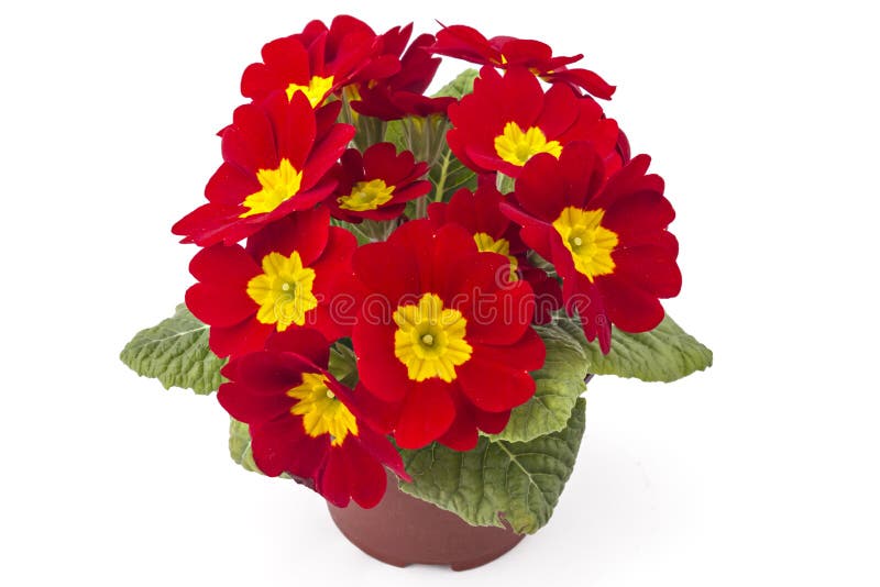Primroses Flowers, Primula Polyanthus Stock Photo - Image of leaves ...