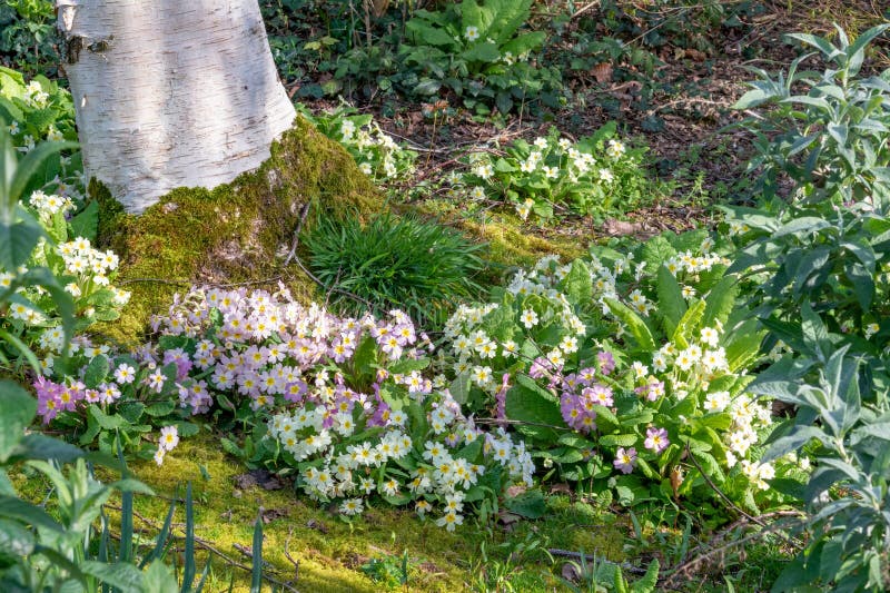 Primroses in the Garden Shade Stock Image - Image of gardening ...