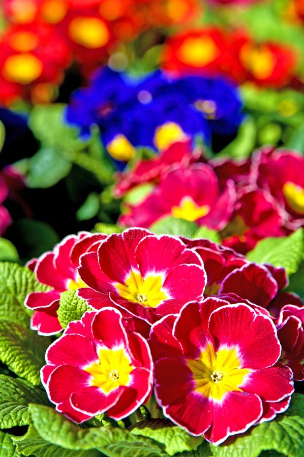 Primroses stock image. Image of primrose, nice, pretty - 29734495