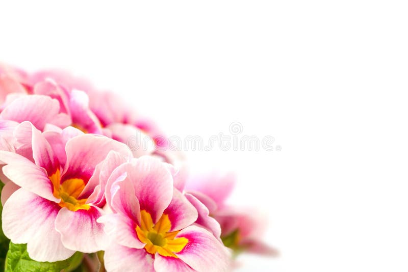 Primroses stock photo. Image of head, pink, blossom, background - 52364190