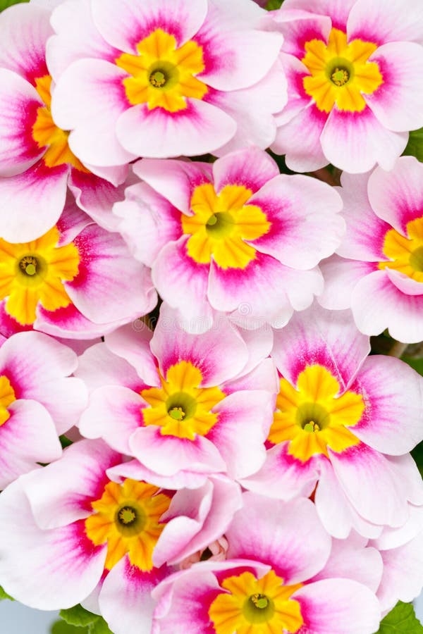 Primroses stock image. Image of blossom, spring, leaf - 52364195
