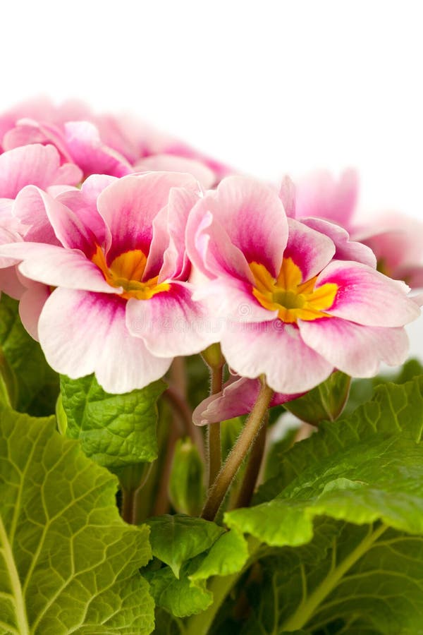 Primroses stock image. Image of head, primrose, plant - 52364367