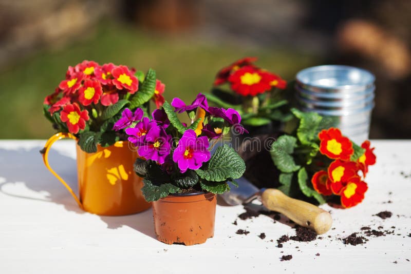 Gardening Set on Table with Flowers, Pots, Potting Soil and Plants on ...