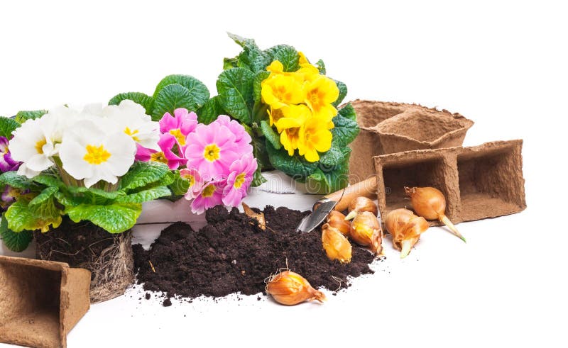 Primroses, Potting Soil, Spring Stock Image - Image of decoration ...