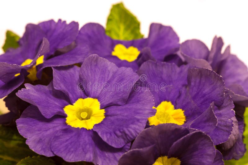 Primroses stock image. Image of petal, beautiful, floral - 52364171