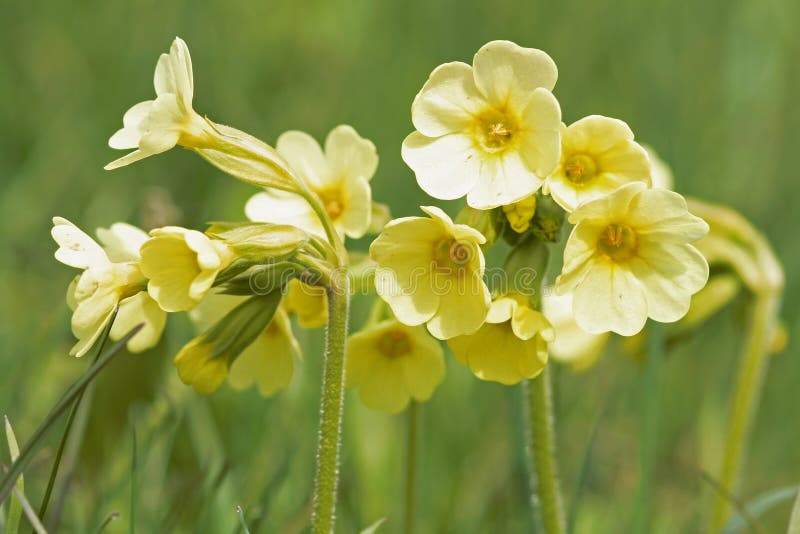 Primroses in spring stock image. Image of grow, yellow - 28422887
