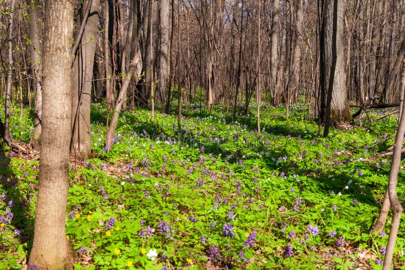 Primroses are Spring. First Flowers in the Spring Forest Stock Photo ...