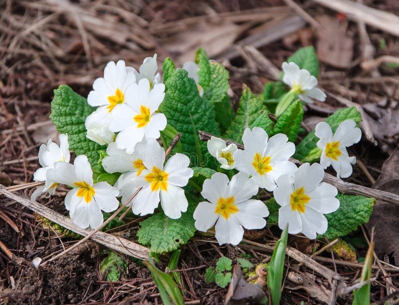 Primroses stock photo. Image of garden, bright, yellow - 67883998
