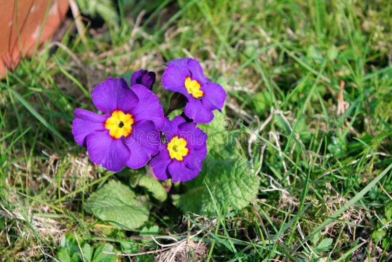 Primroses stock image. Image of petal, flower, biology - 39405519