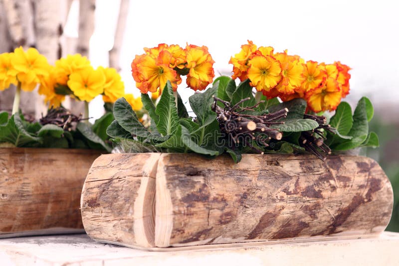 Primroses in Wooden Pot, Spring Time Concept Stock Photo - Image of ...