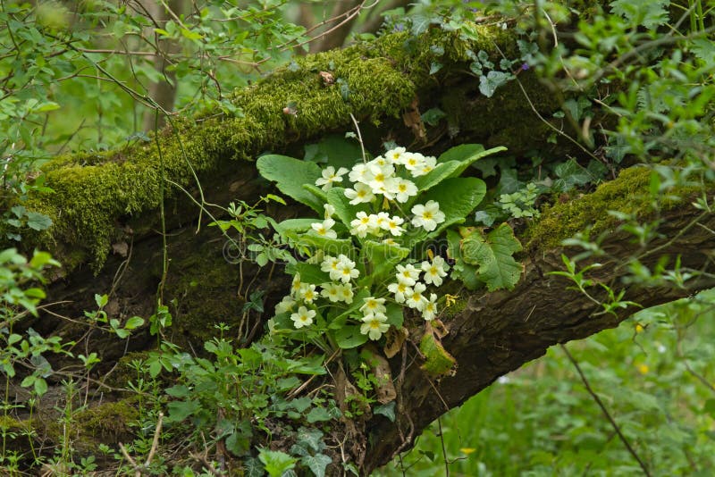 Primroses in Woodland stock image. Image of common, yellow - 31109967