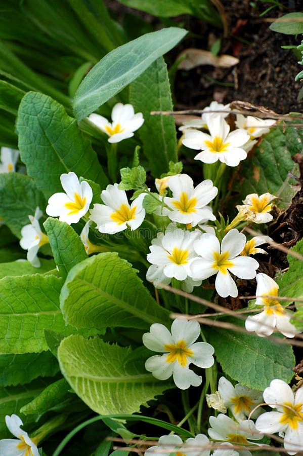 Primula stock photo. Image of white, primrose, flowers - 13110338