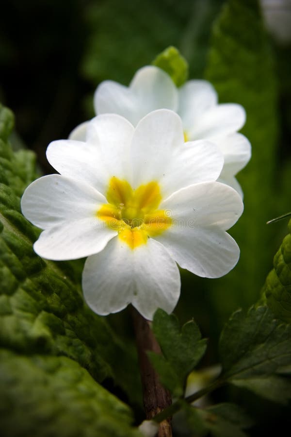 Primrose Flower and Bud (primula Vulgaris) Stock Photo - Image of ...