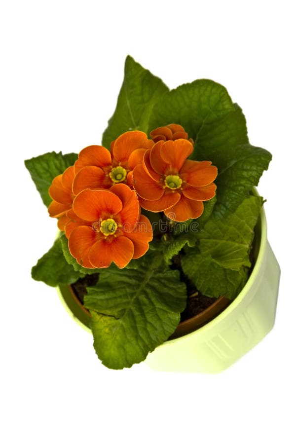 Primula stock image. Image of flower, pots, plants, nature - 26328977