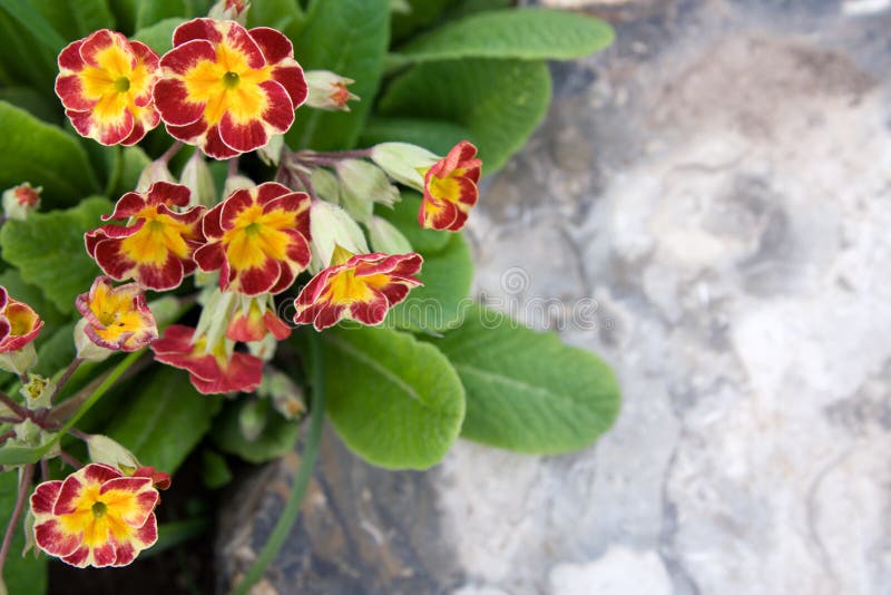 Primula Picture. Image: 2651809