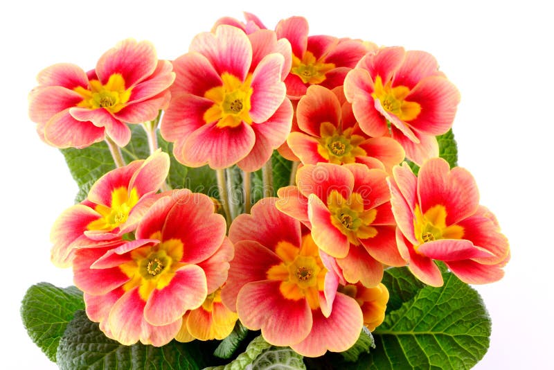 Spring Flowers of Colorful Primula Close Up Stock Image - Image of ...