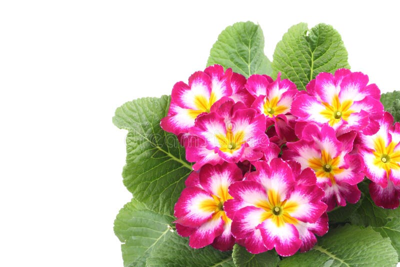 Primula stock image. Image of primrose, houseplant, primula - 4000845