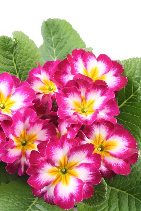 Primula stock photo. Image of color, primrose, isolated - 4000928