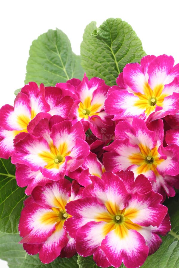 Primula stock image. Image of potted, primrose, florist - 4000937