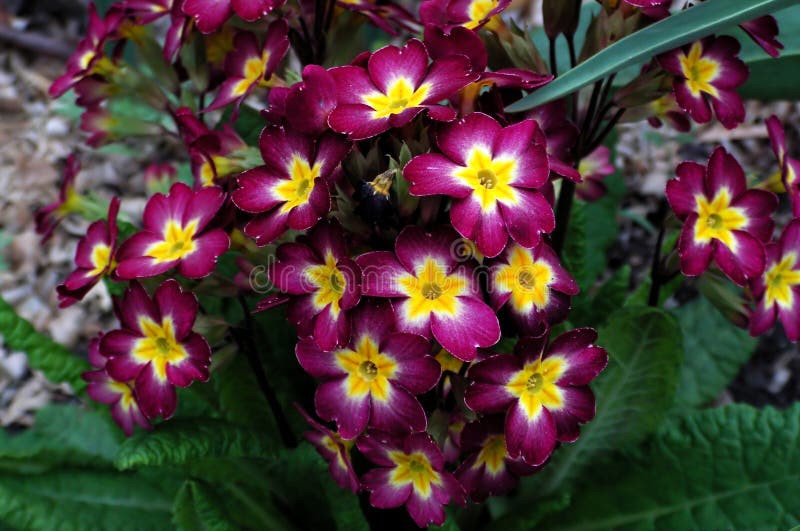 Primula (primula cultivar) stock photo. Image of soft - 14299644