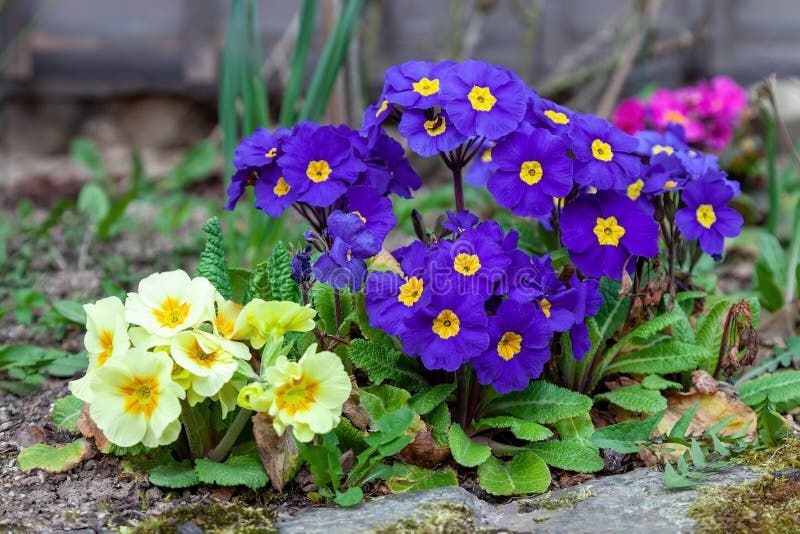 Primula Acaulis, Common Primrose Blooms in the Spring Stock Photo ...
