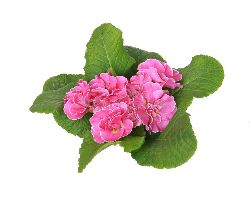 Primula acaulis pink stock photo. Image of primroses - 320195378