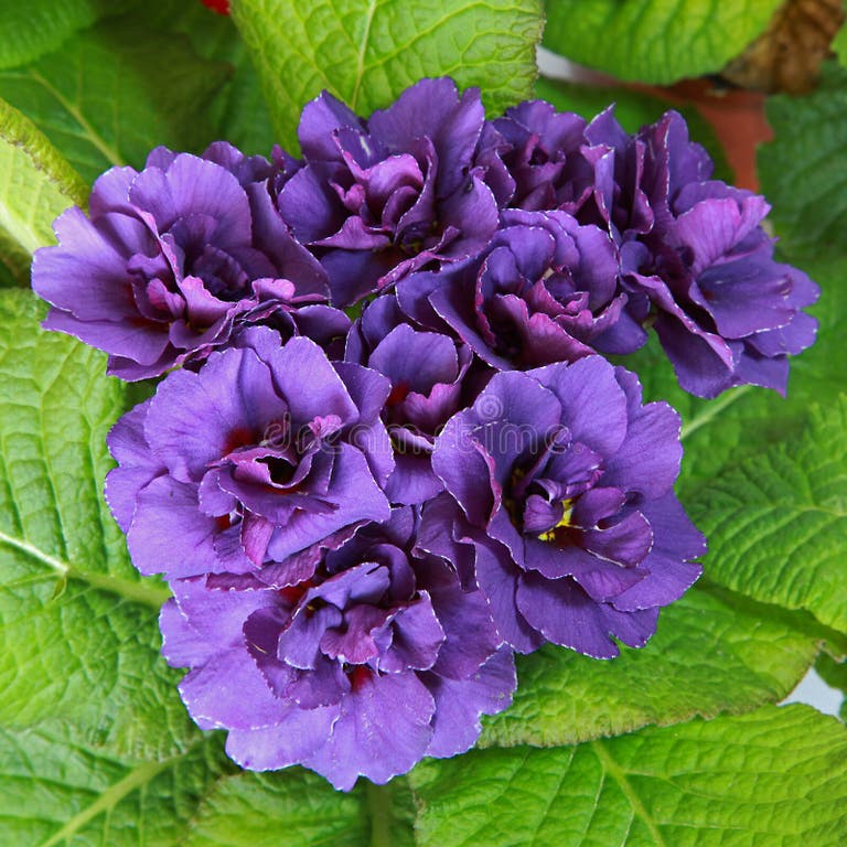 Primula acaulis purple stock photo. Image of flowering - 320195370