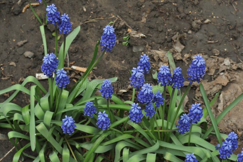 Primula blue Muscari stock image. Image of spring, bloom - 147074733