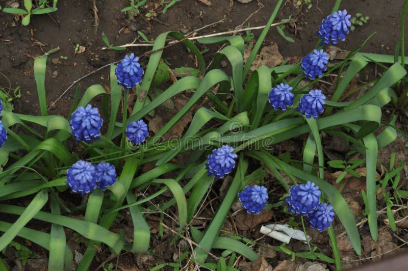 Primula blue Muscari stock photo. Image of background - 147074734