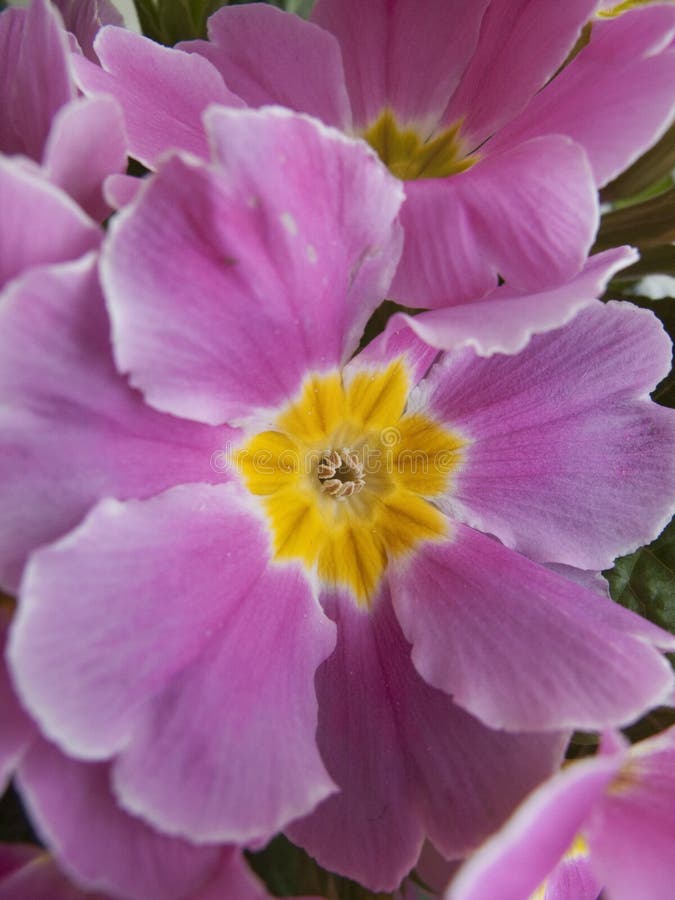 Primula pink flowers stock image. Image of fresh, bright - 168819837