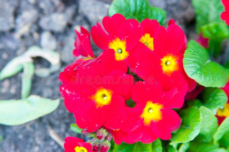 Primula stock image. Image of beauty, background, festive - 79984941