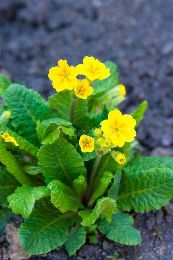 Primula stock photo. Image of colorful, bunch, flora - 79984954