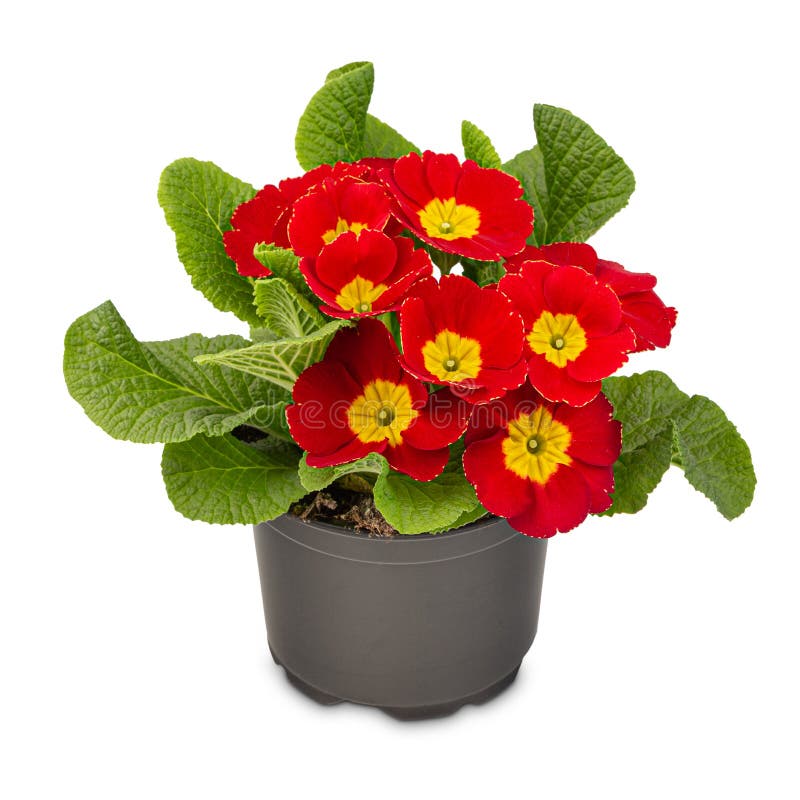Primula Crescendo Bright Red Stock Photos - Free & Royalty-Free Stock ...