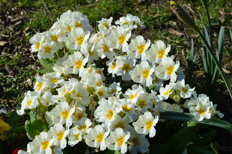 Primula Crescendo White stock photo. Image of white - 39226990