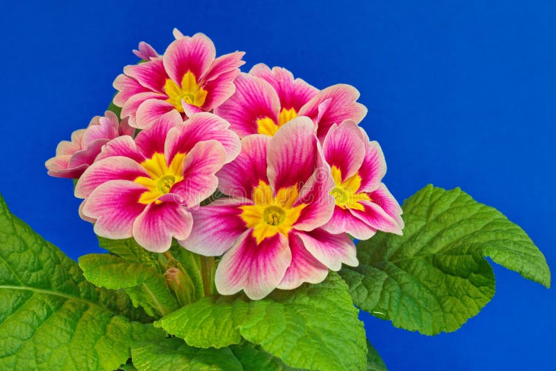 Primula della primaverina immagine stock. Immagine di fogli - 111713465