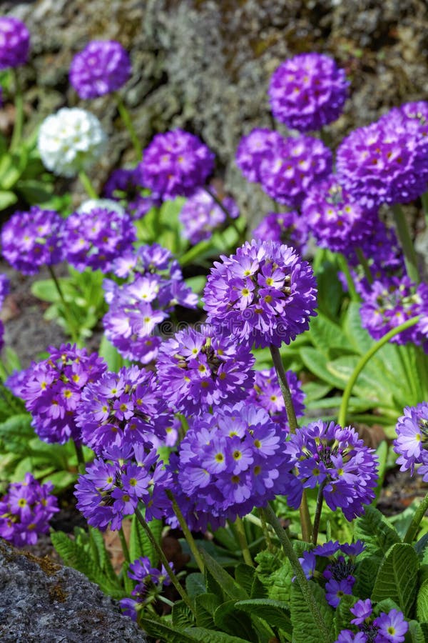 Primula Denticulate Flower. Drumstick Primrose. Violet Flowering Alpine ...