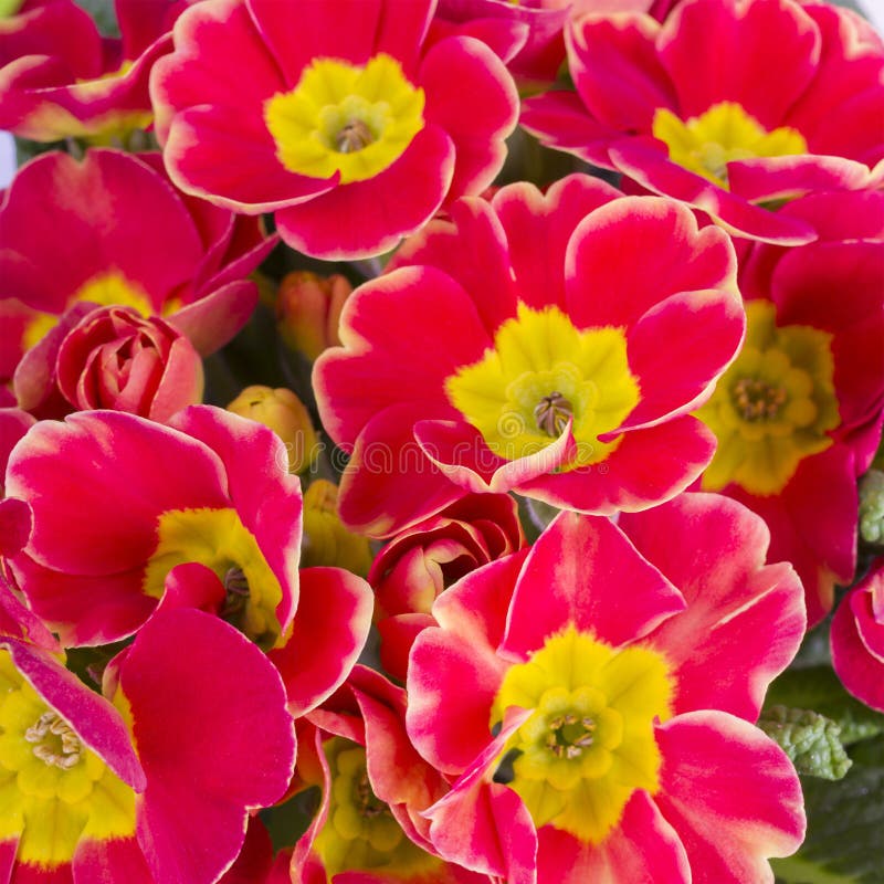 Primula flower stock image. Image of orange, green, decoration - 51493019