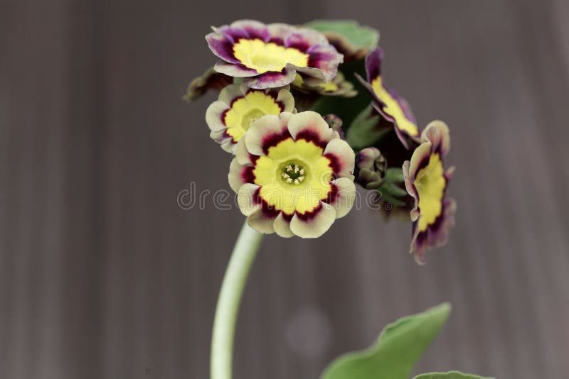 Primula Flower, Primula X Hortensis Stock Image - Image of gardening ...
