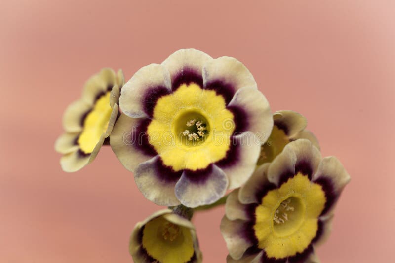 Primula Flower, Primula X Hortensis Stock Image - Image of floral ...